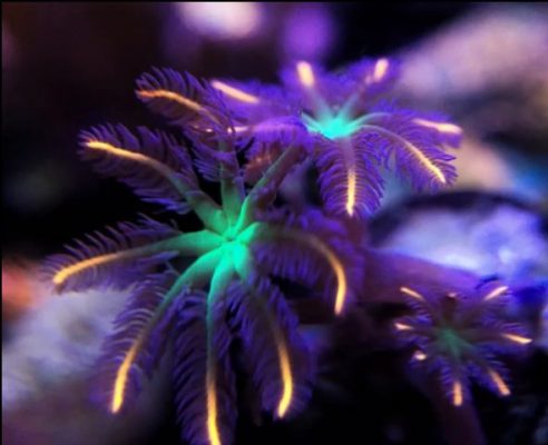 Firework cloves – Wavy Aquatics