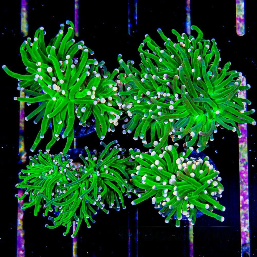 Indo Yellow Tip Torch Frag – Wavy Aquatics