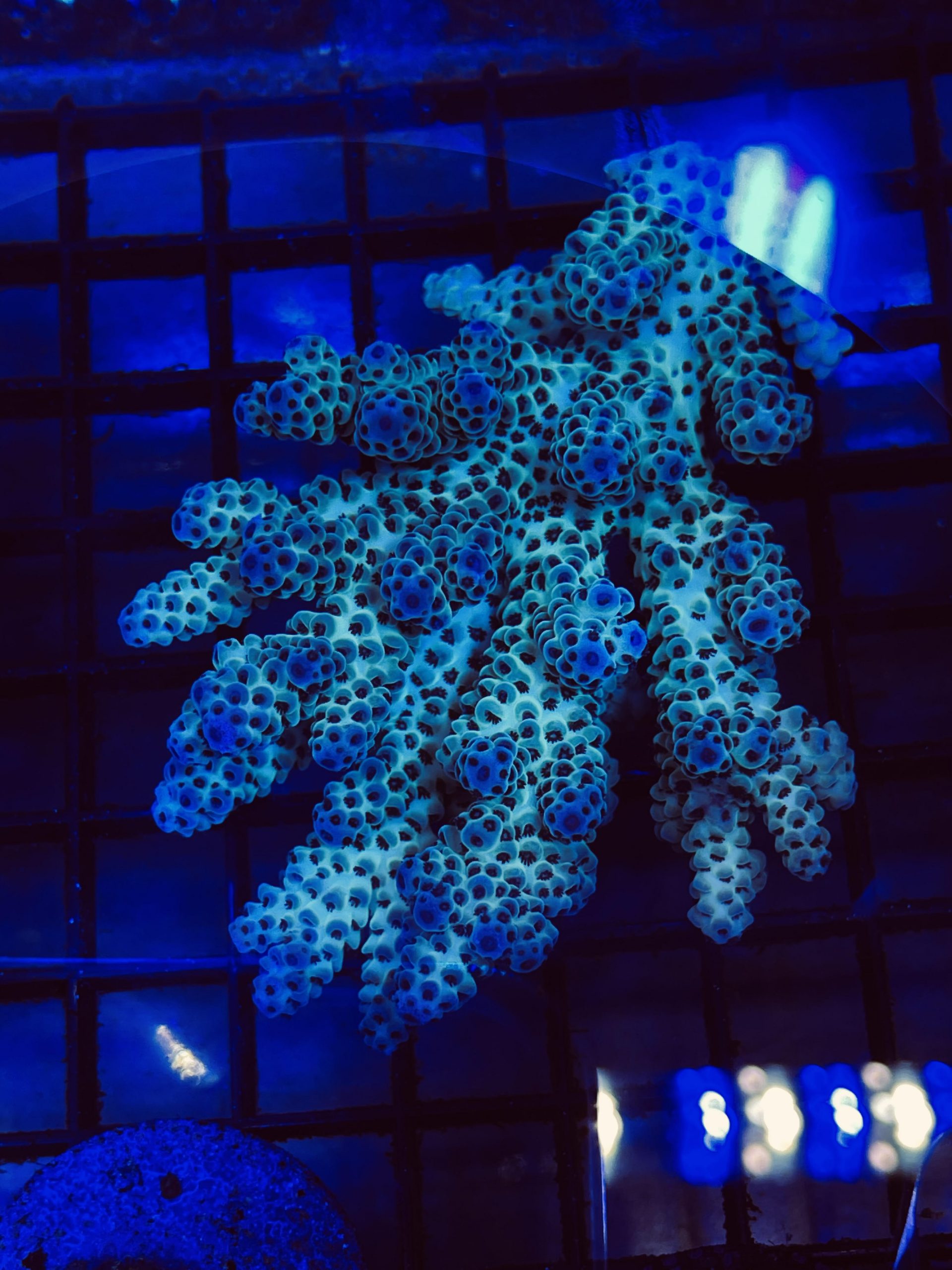 Aussie Acro (Blue/Cyan – Cut to order – 1 inch frags) – Wavy Aquatics