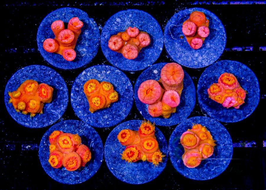 Sun Coral Frag (3-5 Polyp Average) – Wavy Aquatics