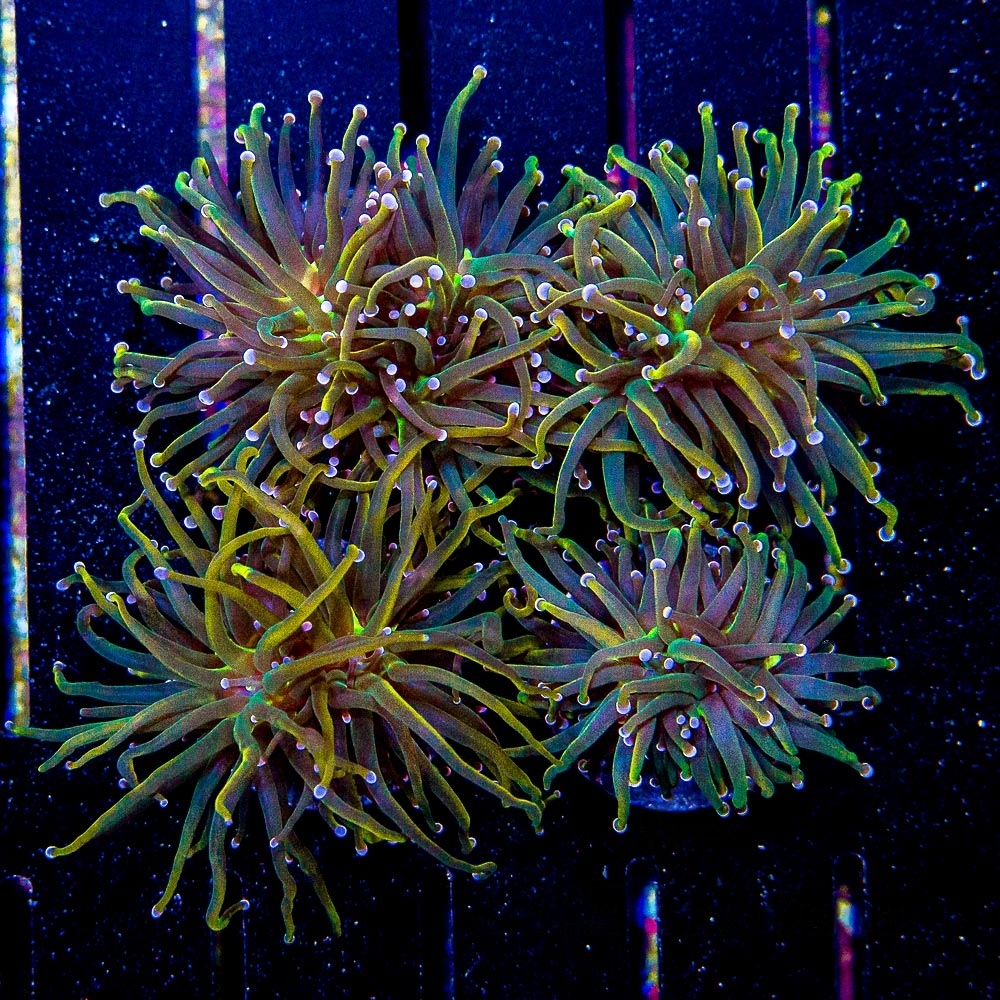 ECC Fire Breather Torch Frag (sm) – Wavy Aquatics